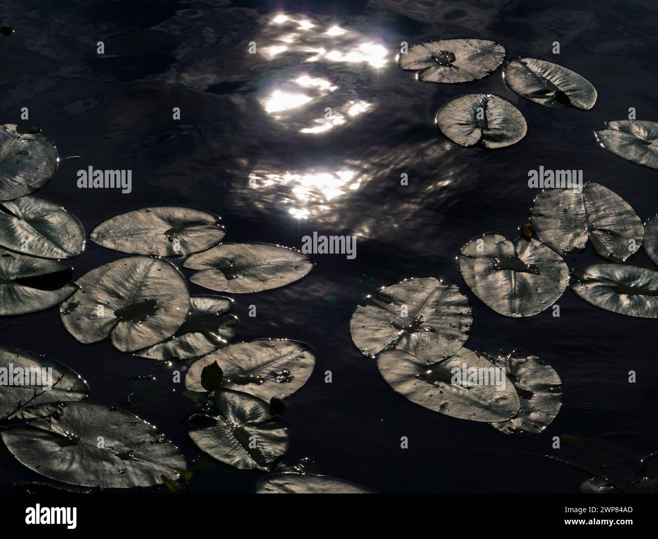 A vision of abstract beauty in nature - sun, reflection and lily pads ...