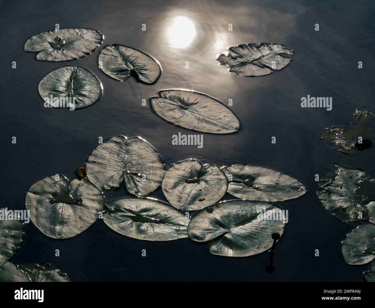 A vision of abstract beauty in nature - sun, reflection and lily pads ...
