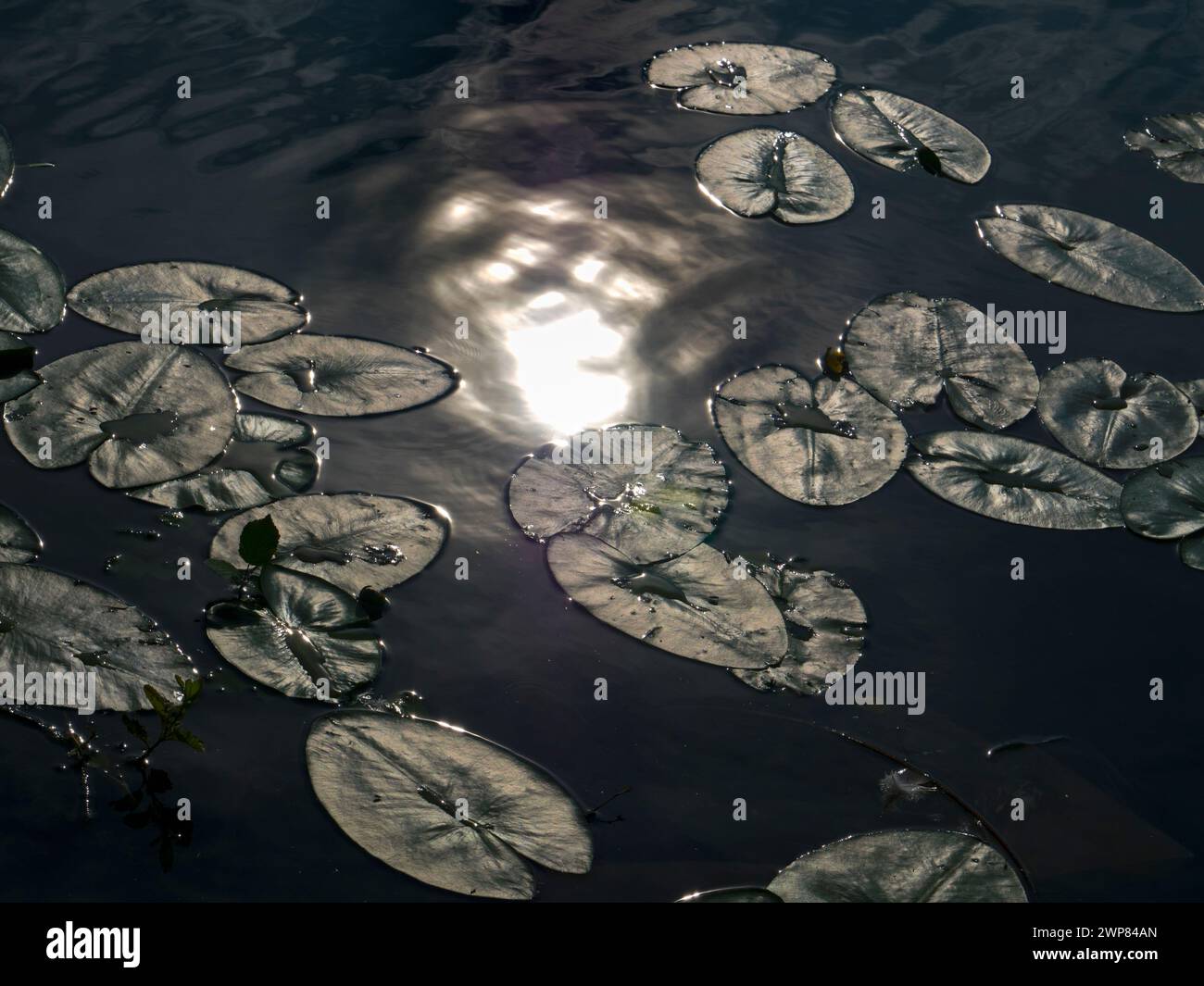 A vision of abstract beauty in nature - sun, reflection and lily pads ...