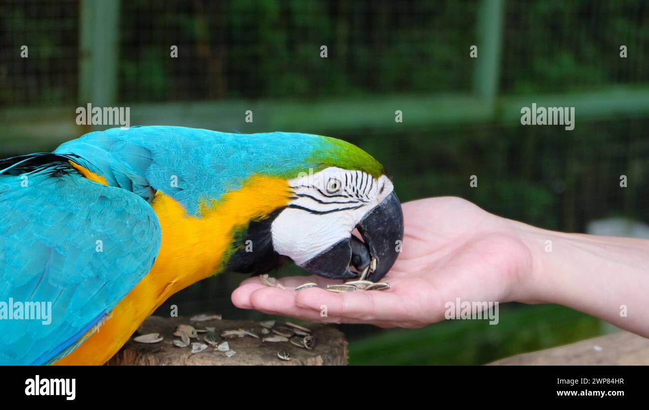 Closeup of a blue-and-gold macaw bird eating seeds from a hand Stock ...