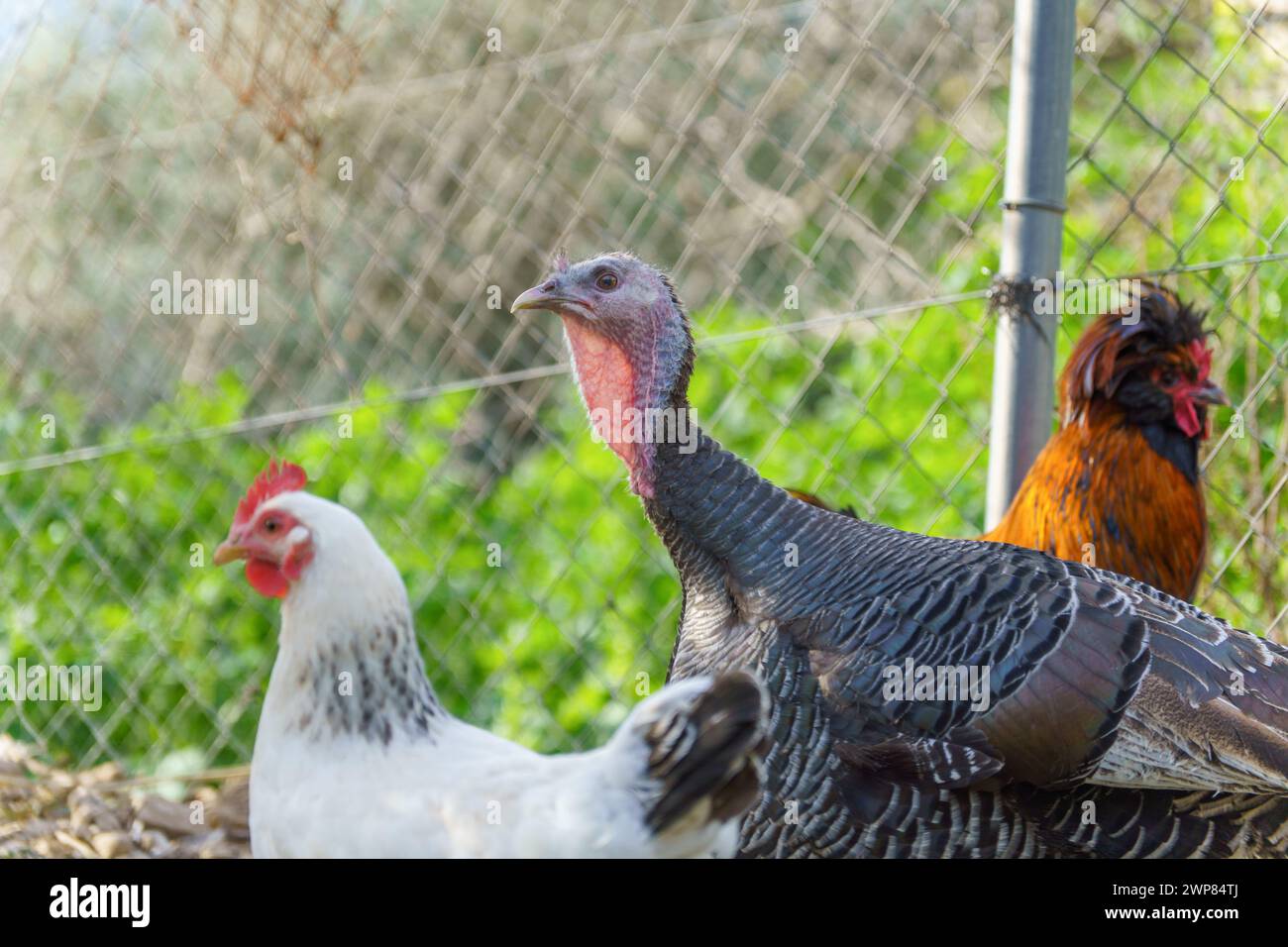 turkey in a farmyard pen inside a metal fence next to chickens Stock ...
