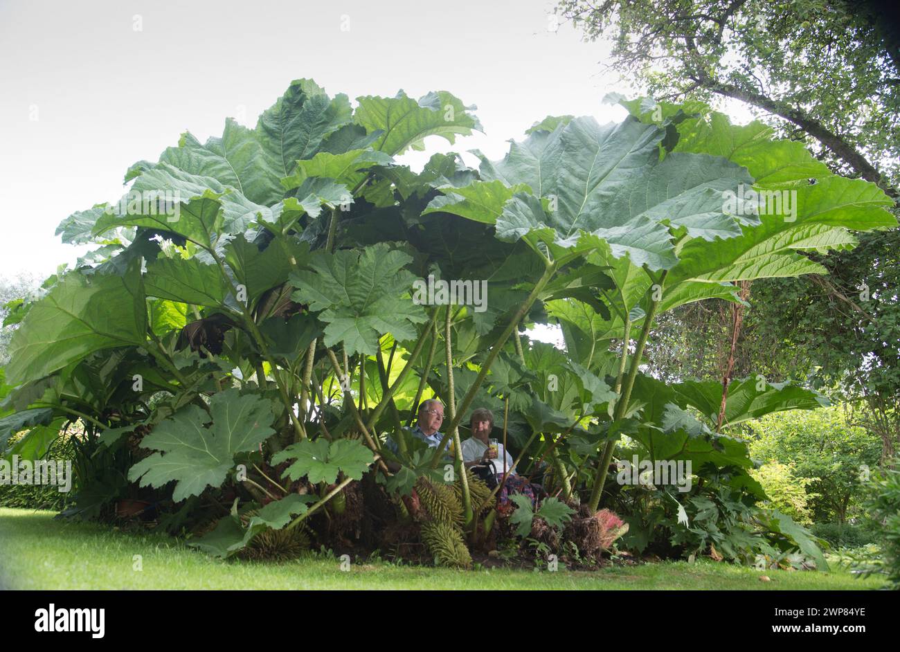 07/08/16 Anthony and Jenny Phillips, enjoy the shade under their giant ...