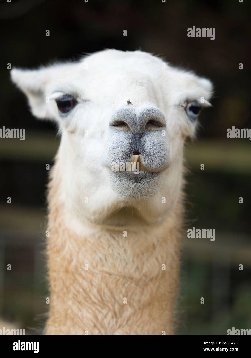South America is home to several types of camelid; these are basically ...