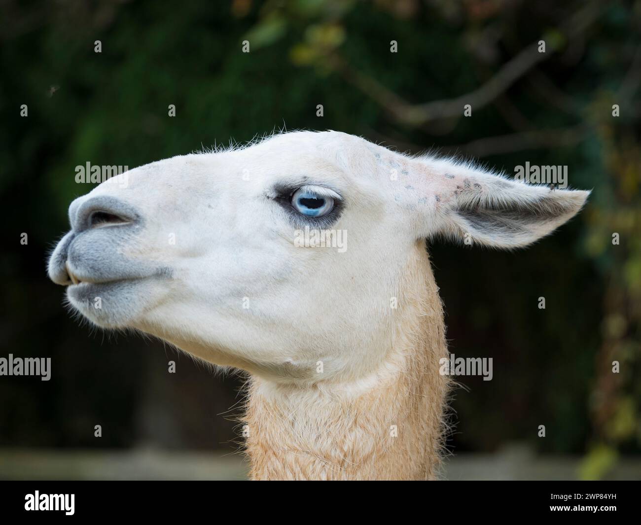 South America is home to several types of camelid; these are basically ...