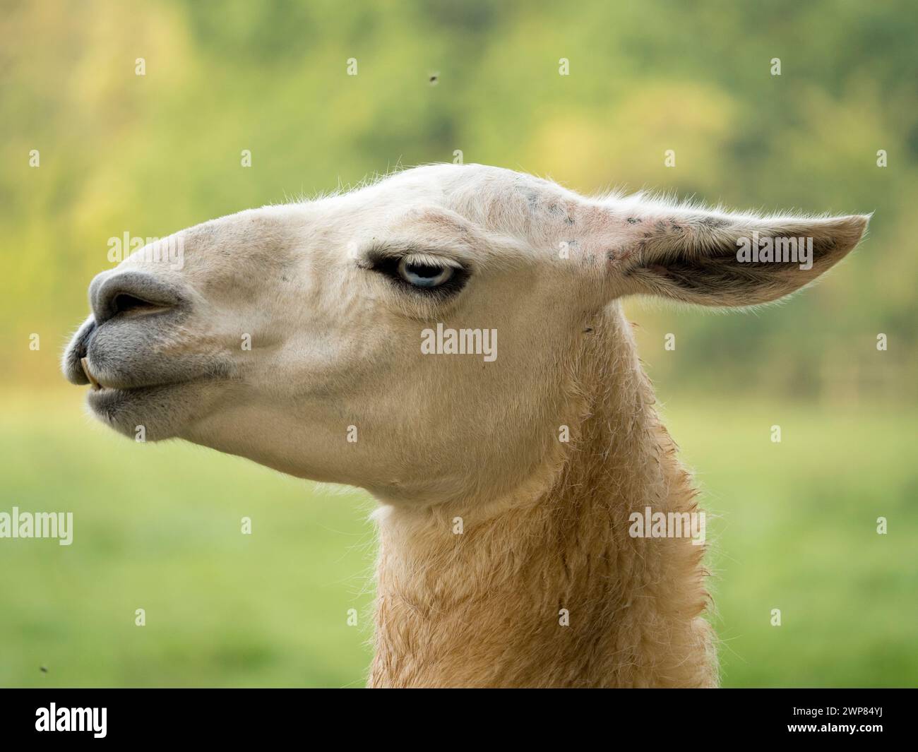 South America is home to several types of camelid; these are basically ...