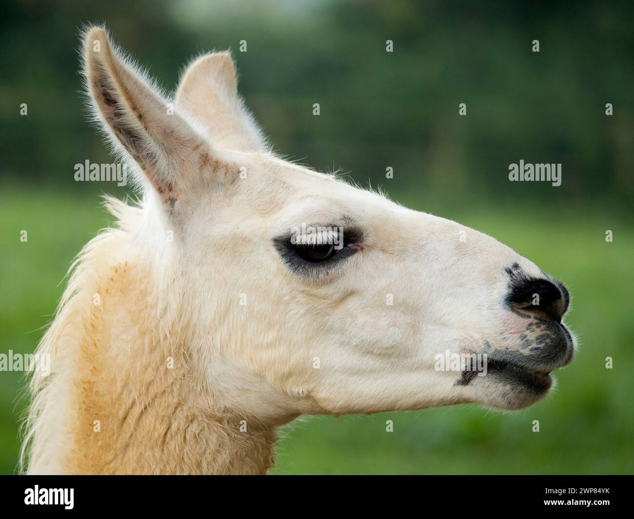 South America is home to several types of camelid; these are basically ...