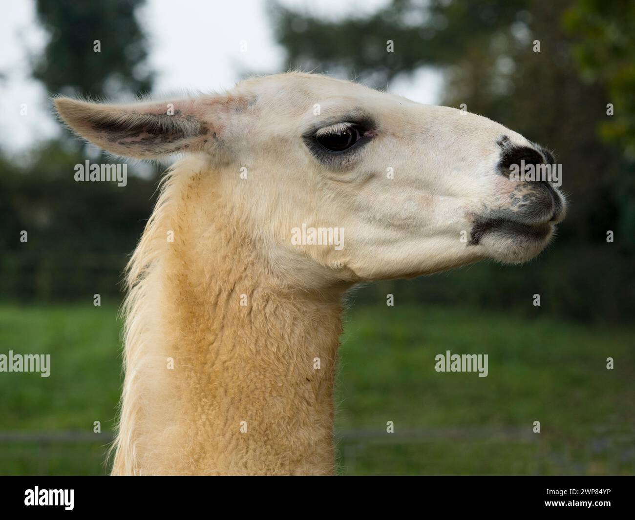 South America is home to several types of camelid; these are basically ...