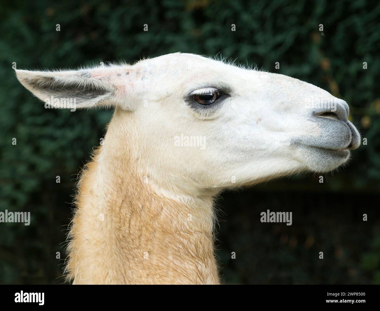 Wildlife committee hi-res stock photography and images - Alamy