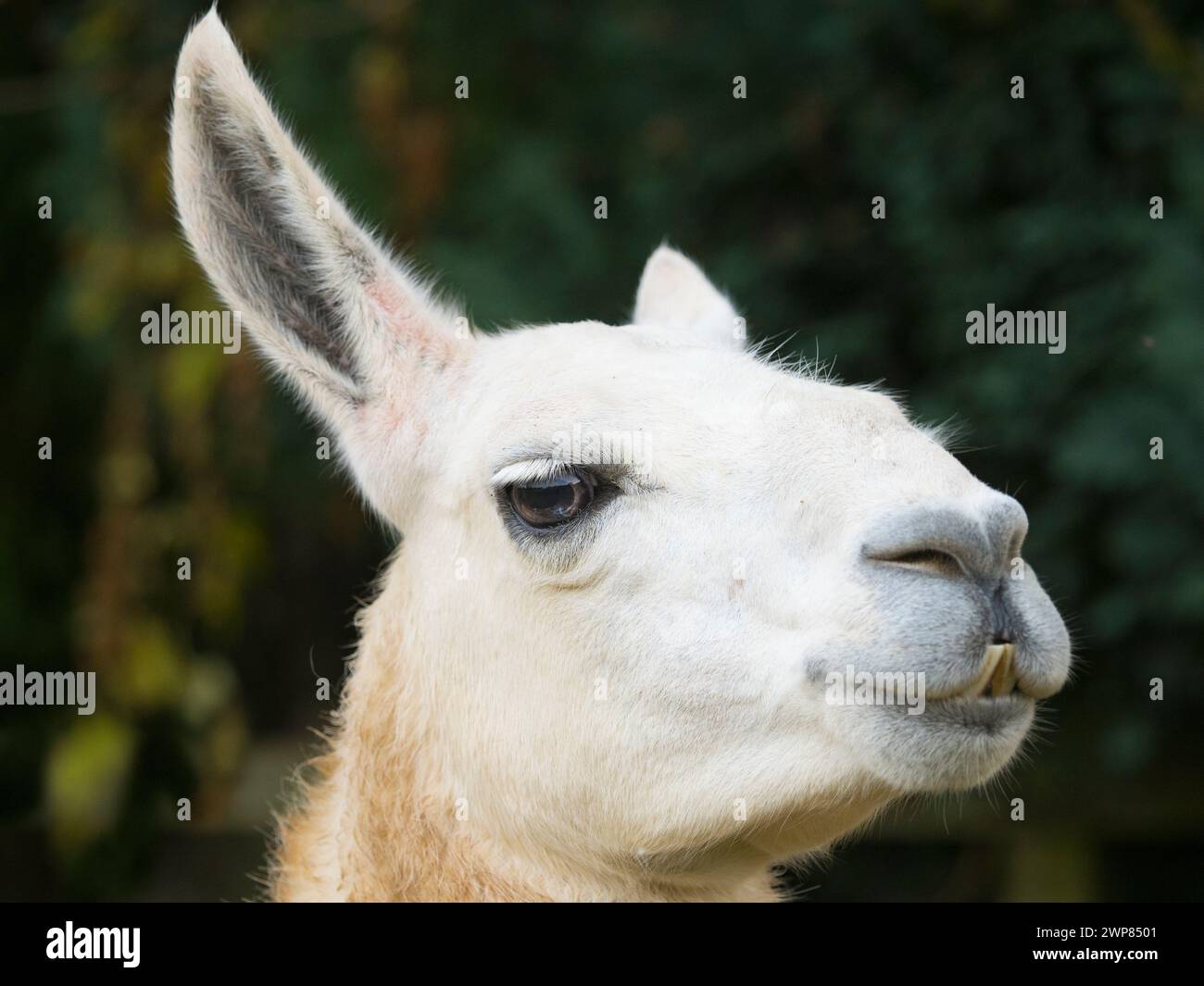 South America is home to several types of camelid; these are basically ...