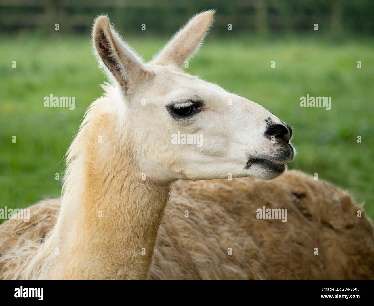 South America is home to several types of camelid; these are basically ...