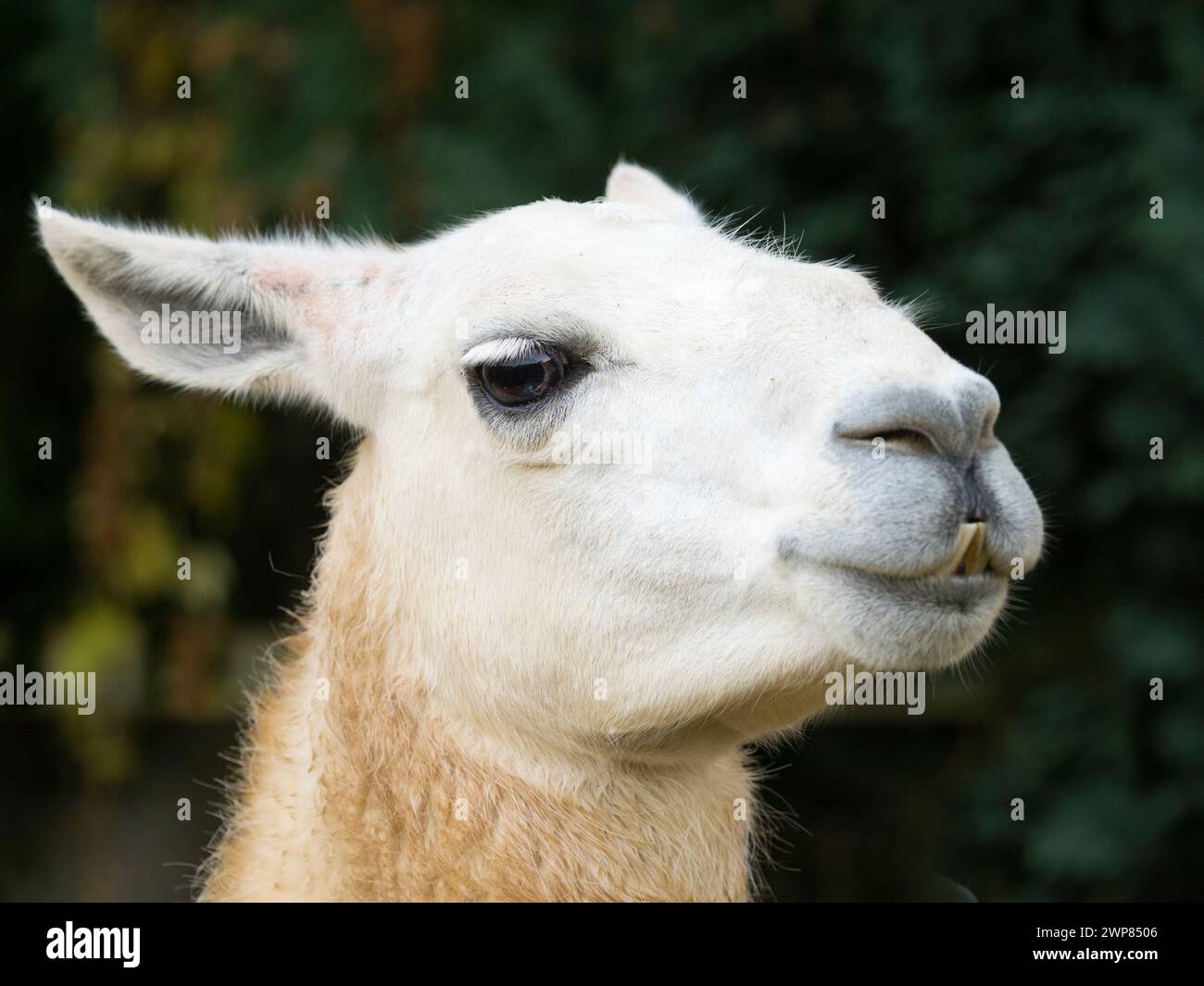 South America is home to several types of camelid; these are basically ...
