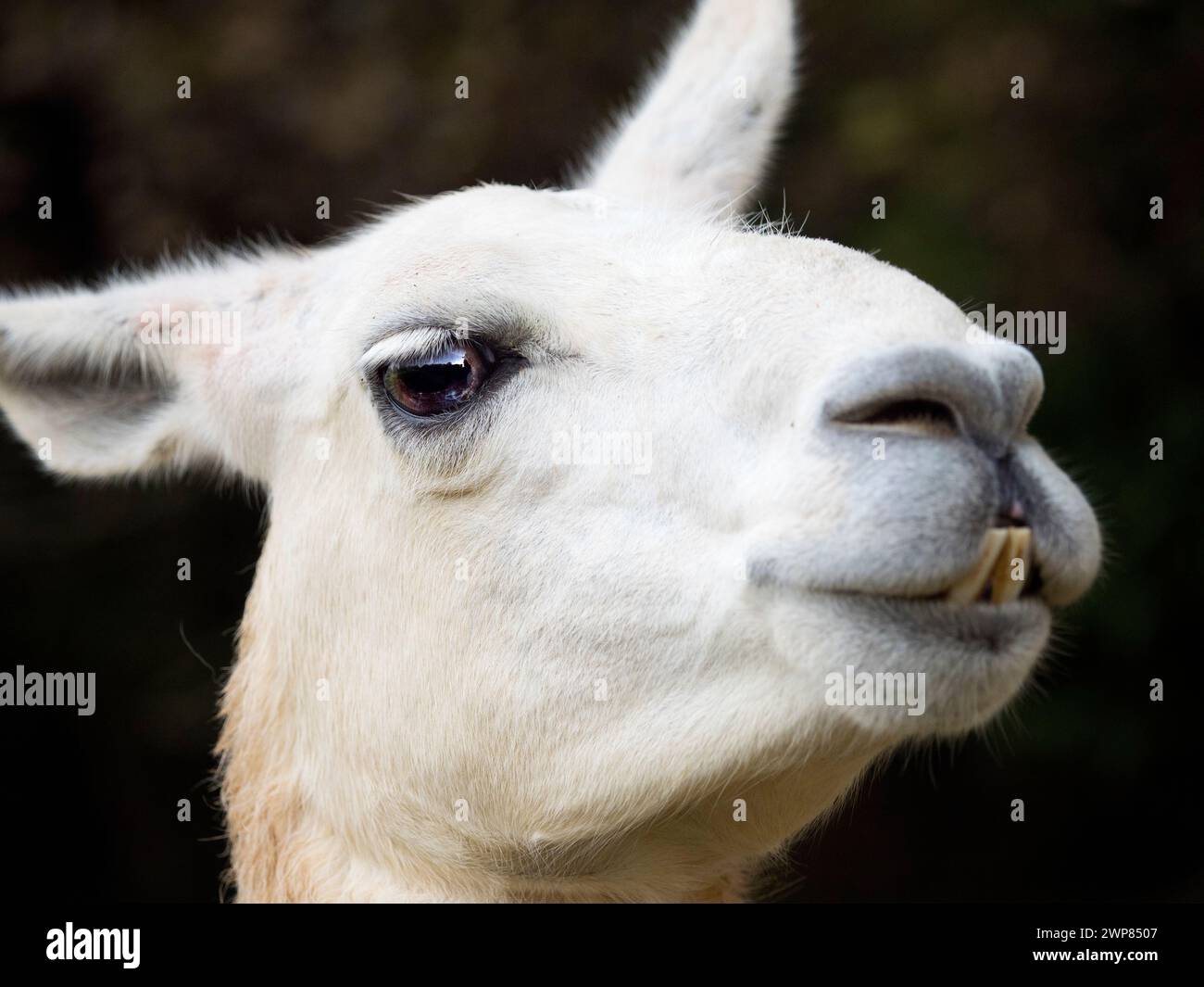 South America is home to several types of camelid; these are basically ...