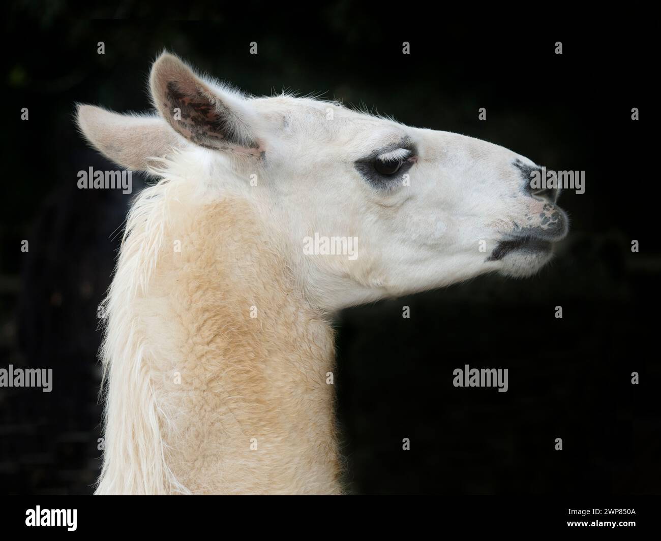 South America is home to several types of camelid; these are basically ...
