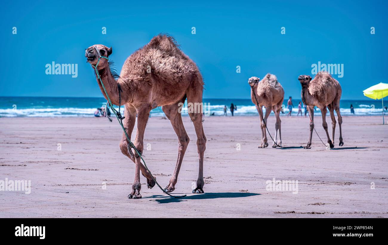 Sandy beach animals hi-res stock photography and images - Alamy