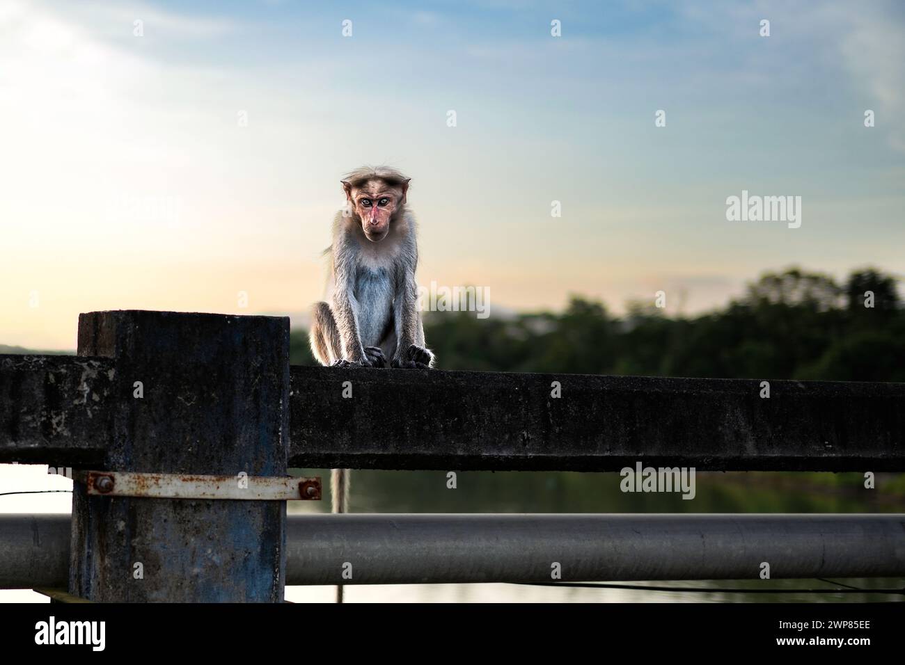 The Indian Langur monkey in Thattekad, Kerala, India Stock Photo - Alamy