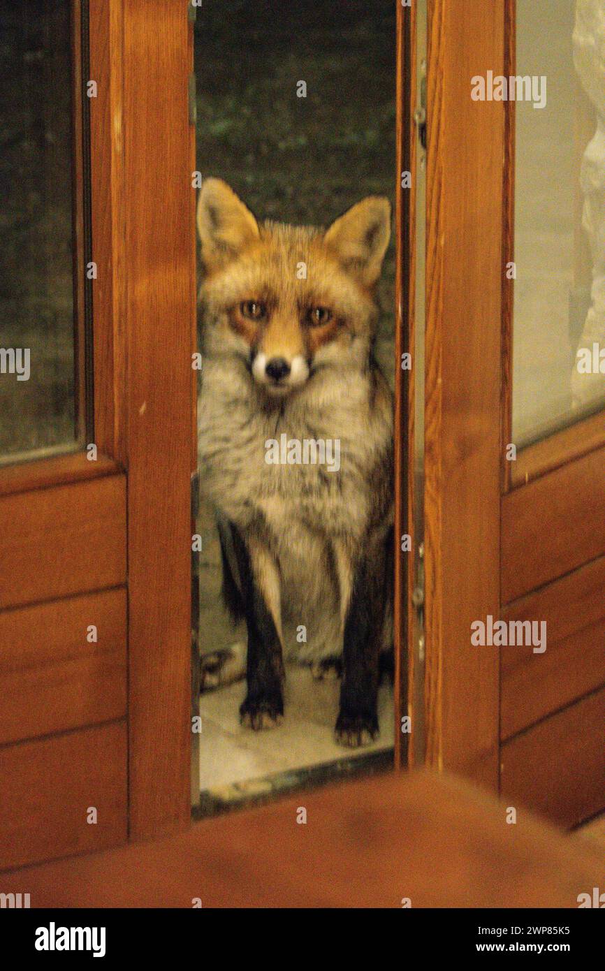 A curious fox cautiously looks through a glass door at night in Tuscany ...