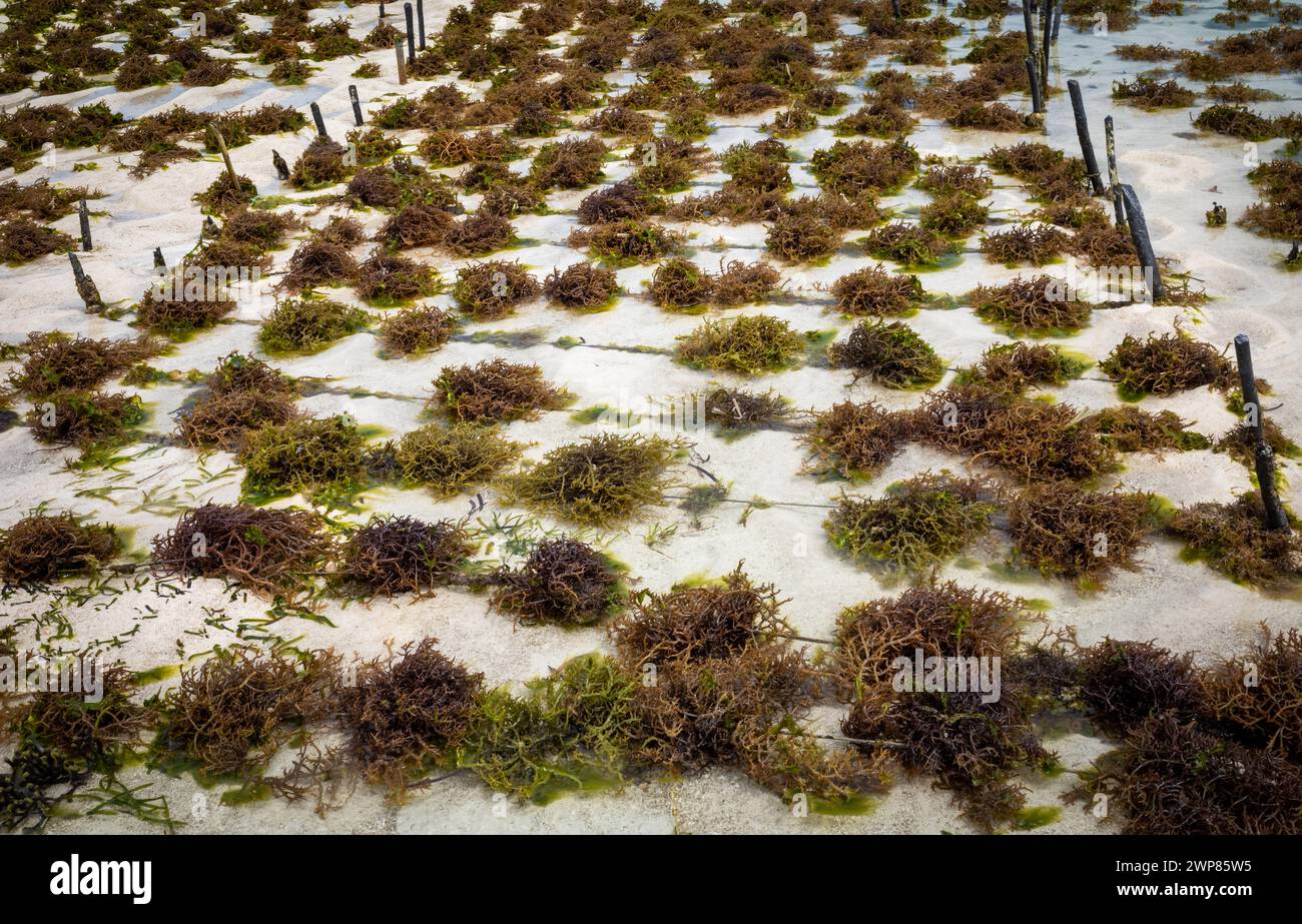 Cultivated seaweed (Eucheuma denticulatum) growing in rows in Jambiani ...