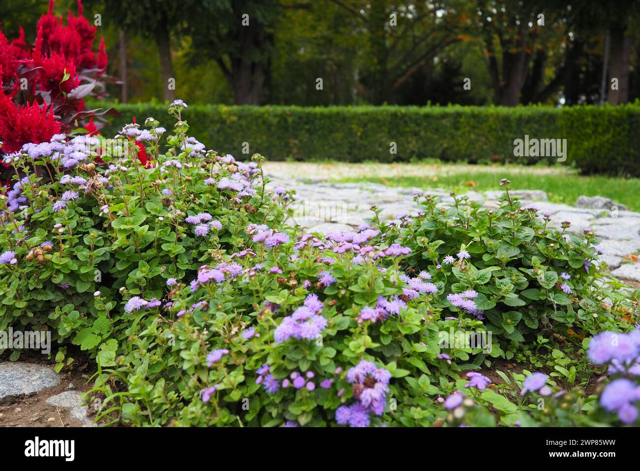 Ageratum - genus flowering annuals and perennials from family ...