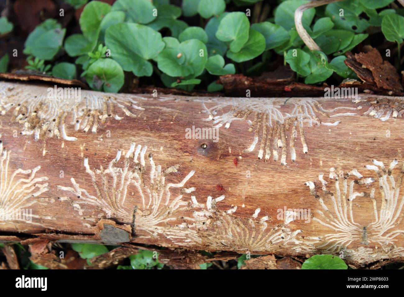 Work of bark beetles on a tree trunk, Hungary Stock Photo - Alamy