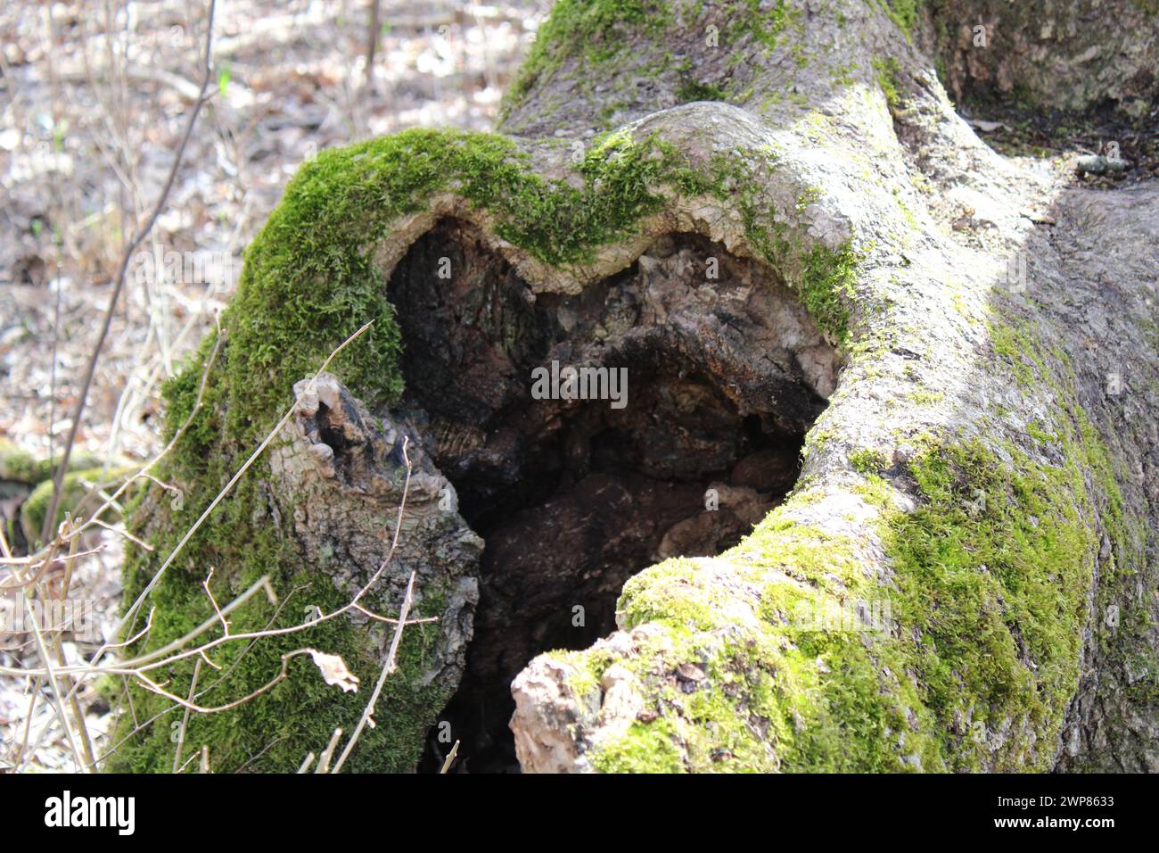 Moss stone heart hi-res stock photography and images - Alamy