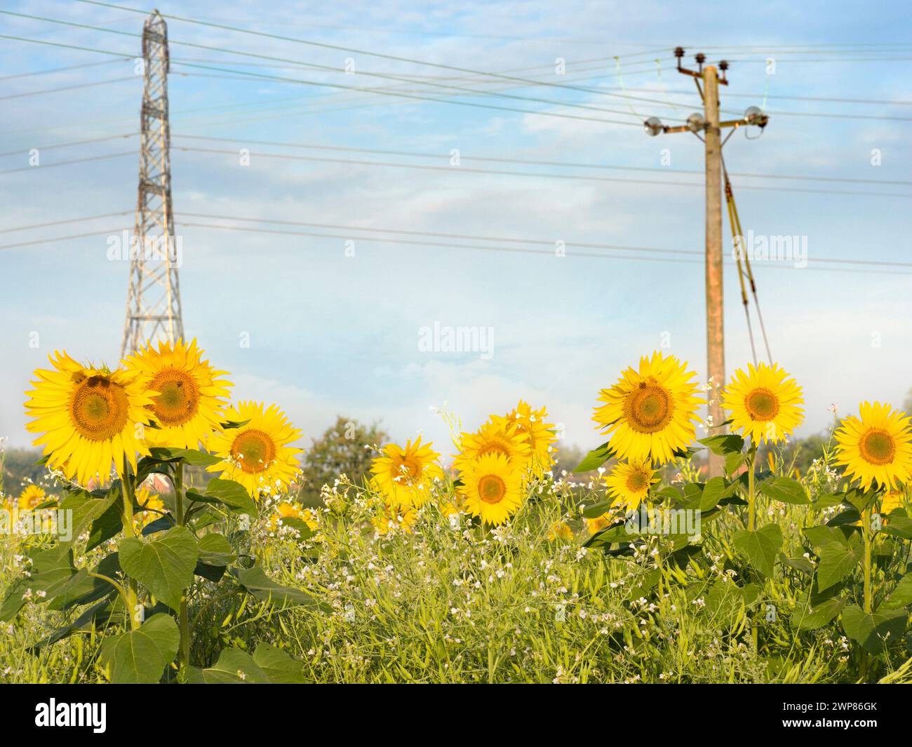 Sunflowers put on a spectacular show every late summer throughout ...