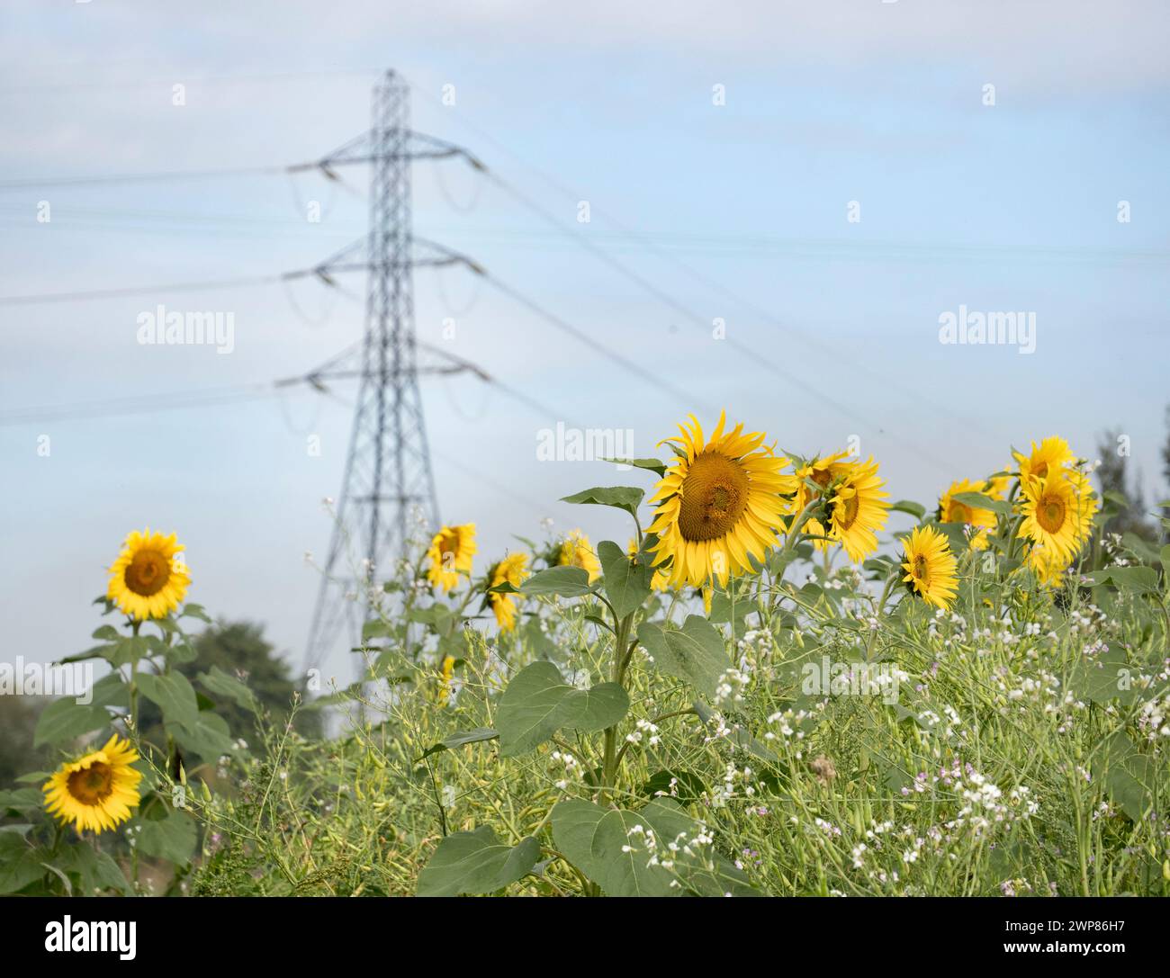 Sunflowers put on a spectacular show every late summer throughout ...