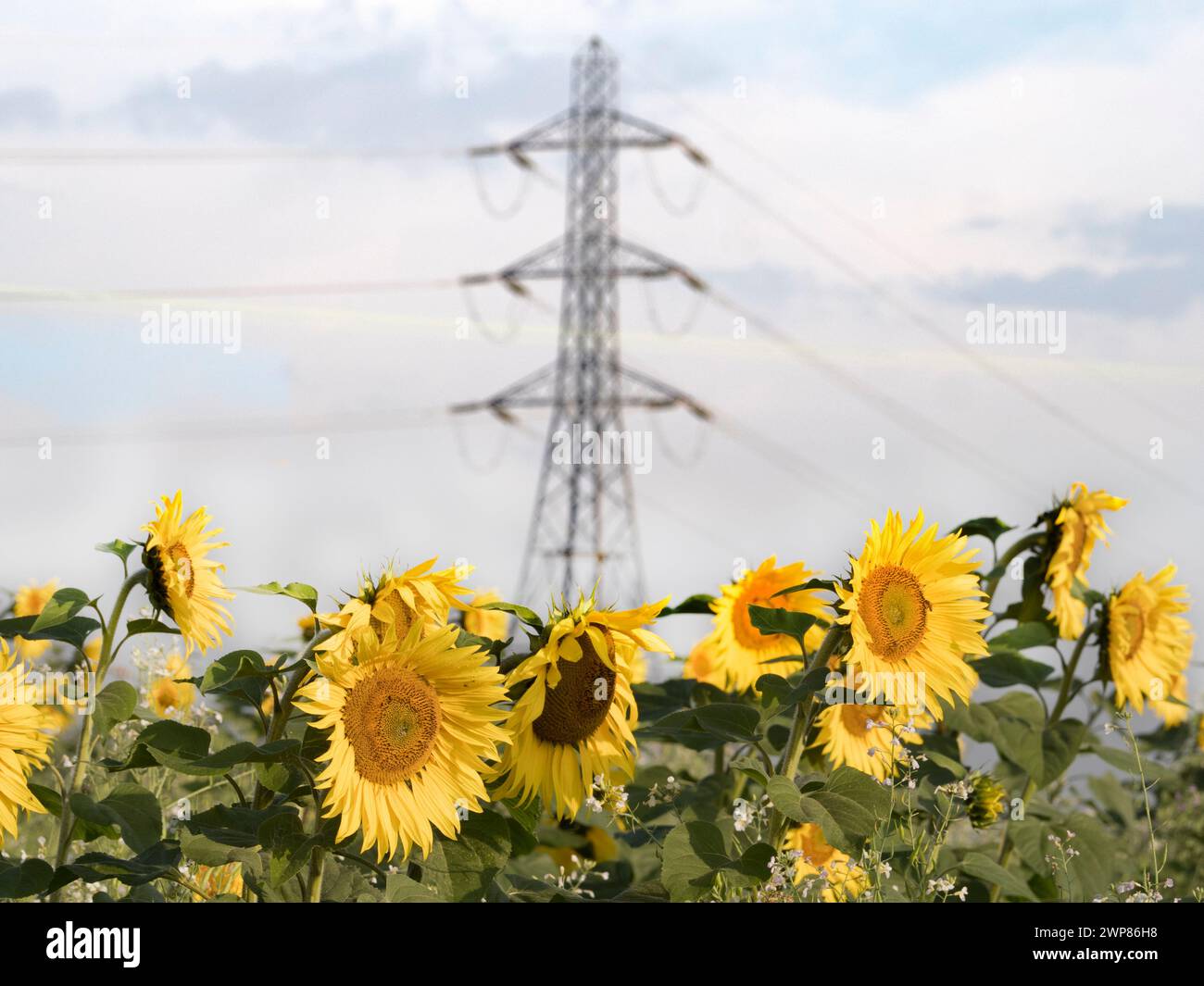 Sunflowers put on a spectacular show every late summer throughout ...