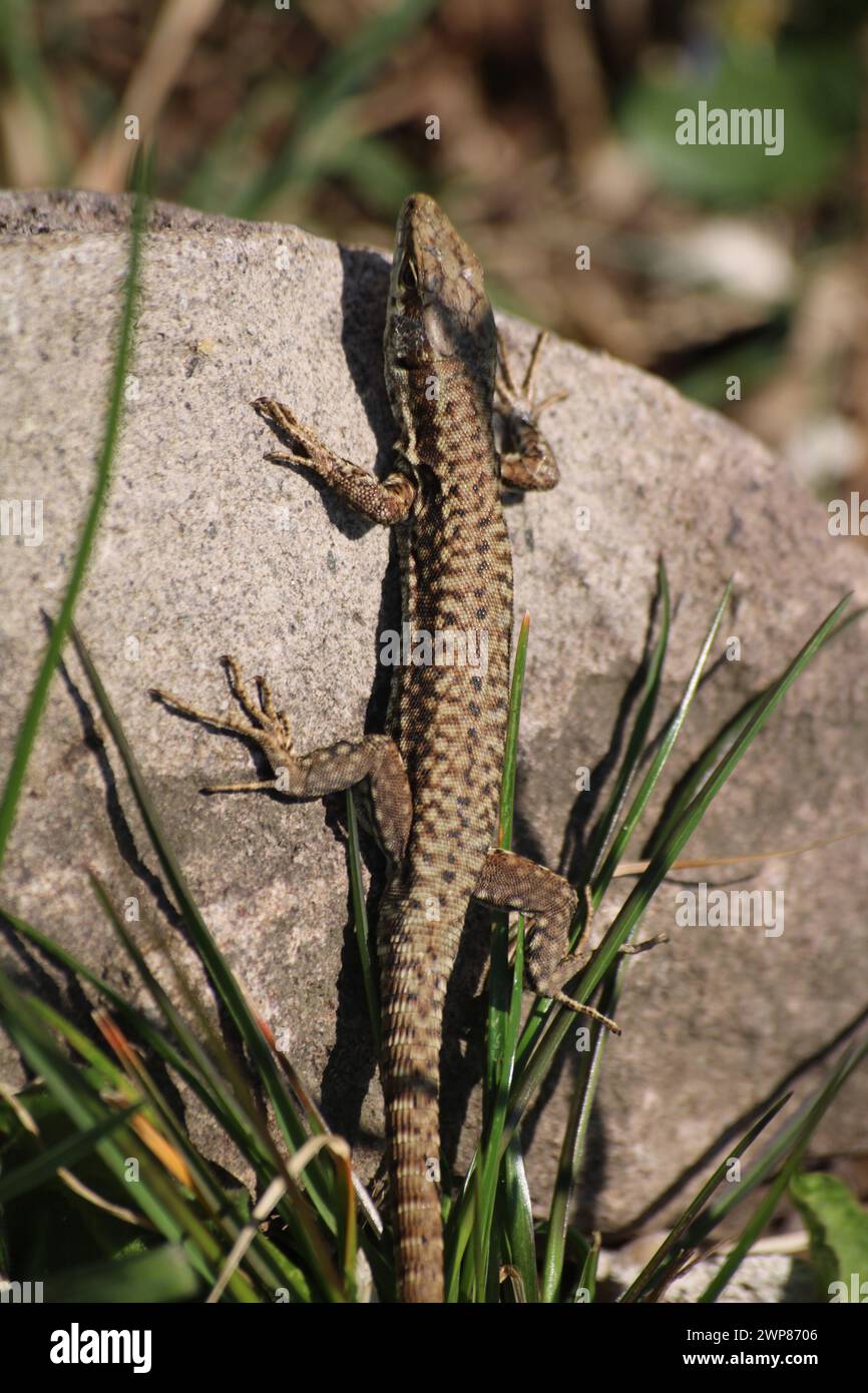 Lizard with no legs hi-res stock photography and images - Alamy