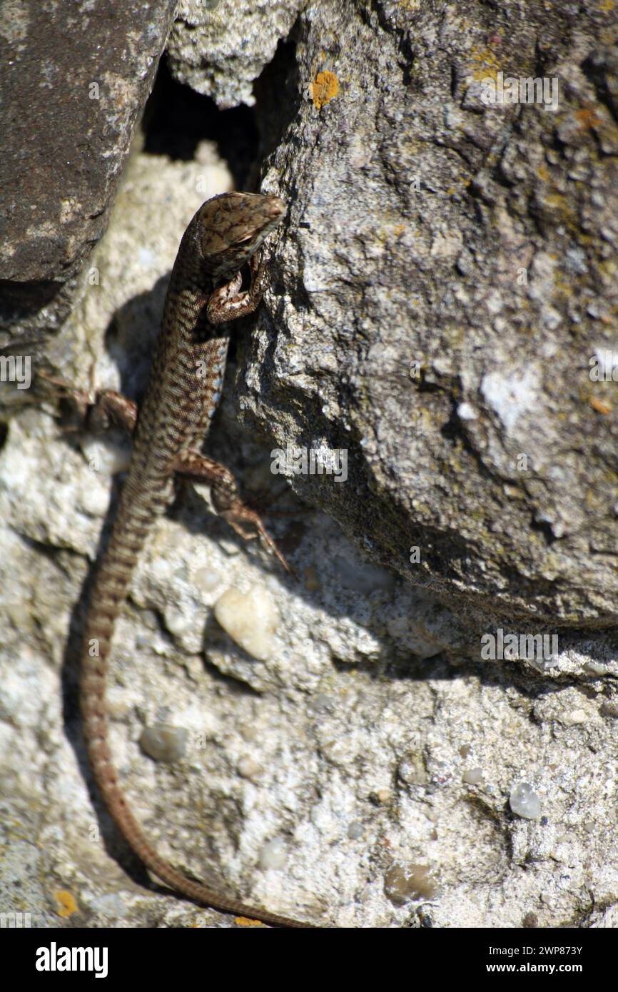 Warm blooded lizard hi-res stock photography and images - Alamy