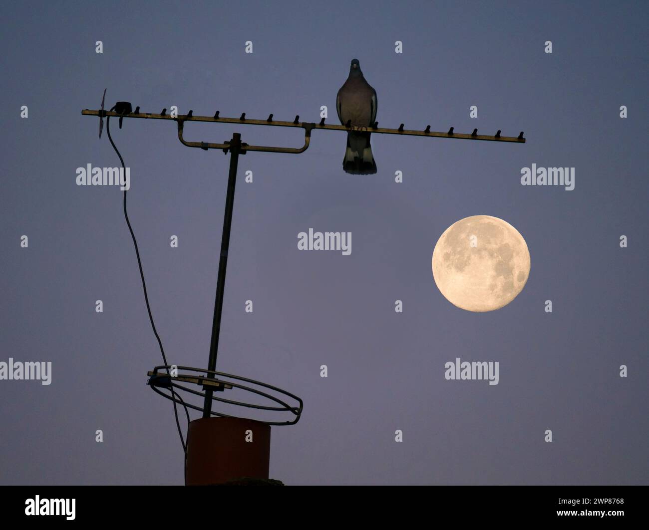 A full Beaver Moon is setting over the rooftops of my home in Radley ...