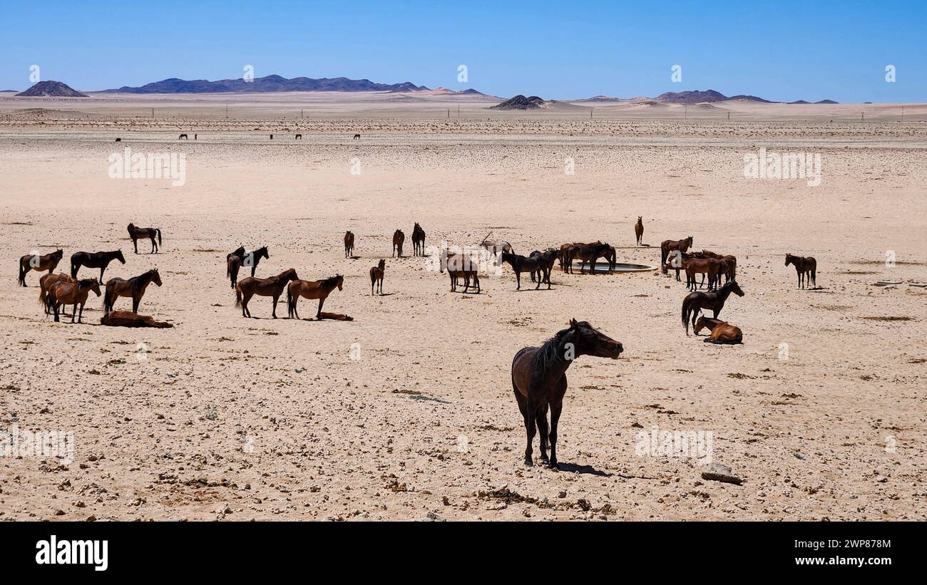 A scenic view of horses in a Namibian wild desert with an arid ...