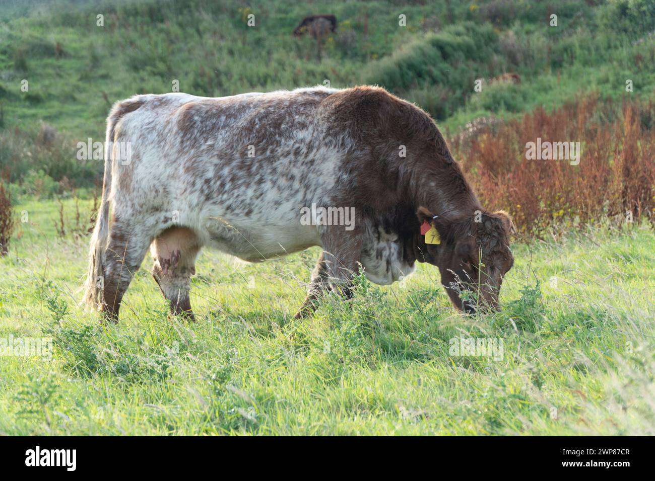 Cows in farm field distant hi-res stock photography and images - Alamy