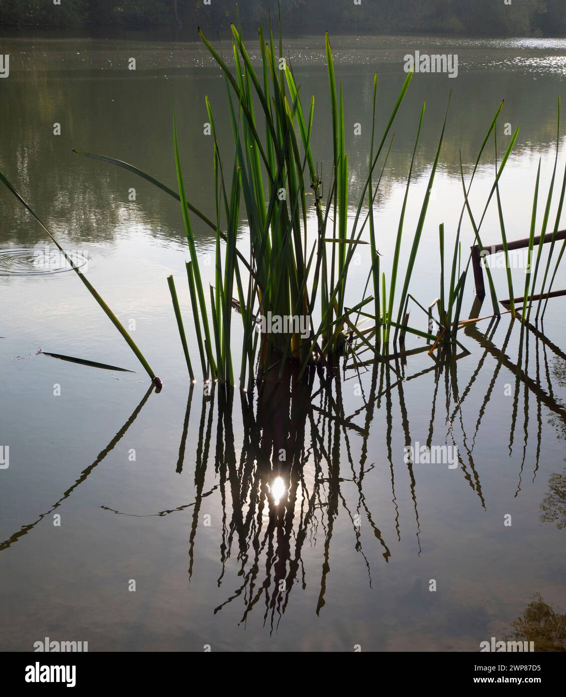 A vision of abstract beauty in nature - sun, reflection and reeds on ...