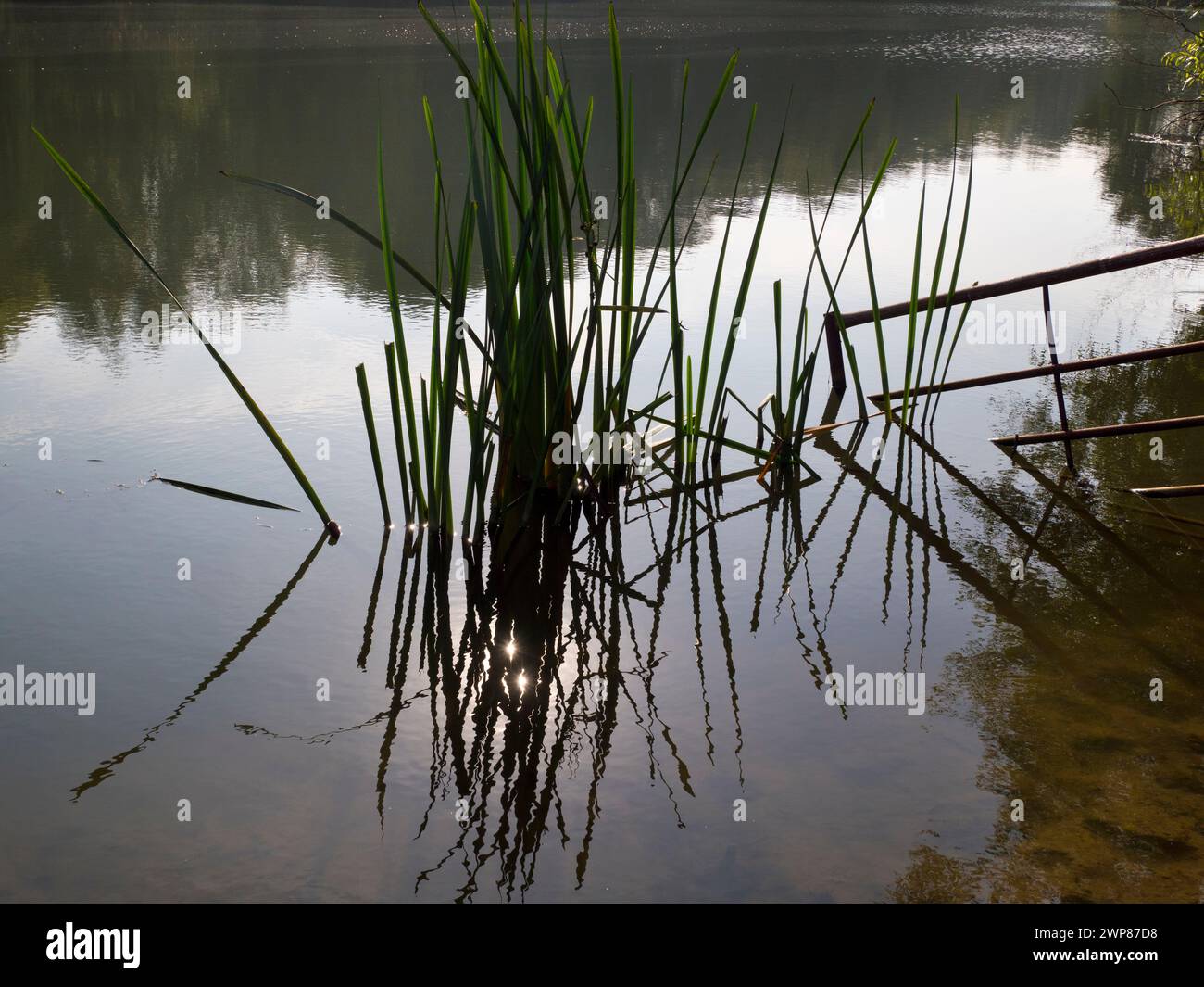 A vision of abstract beauty in nature - sun, reflection and reeds on ...