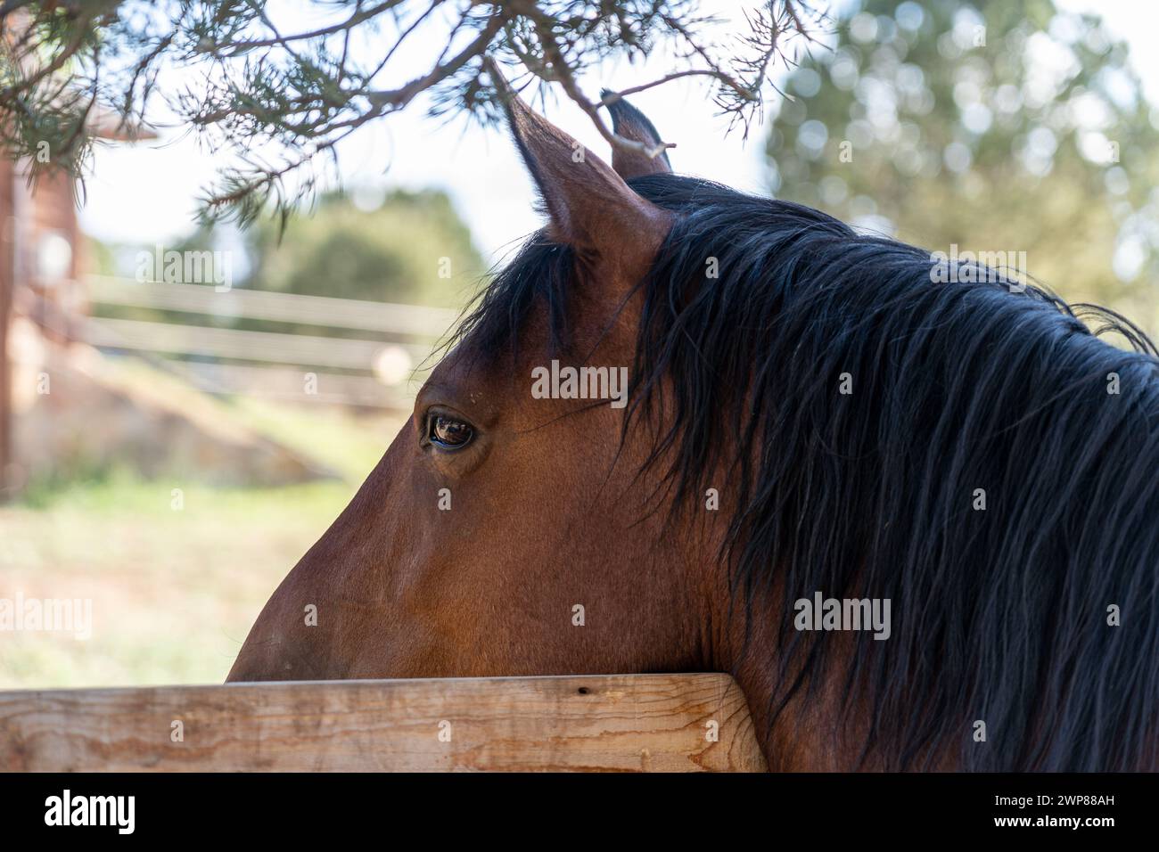 A closeup of a mustang horse on a farm in Colorado, USA Stock Photo - Alamy