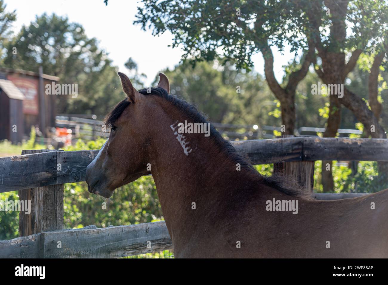 Mustang horse hi-res stock photography and images - Alamy