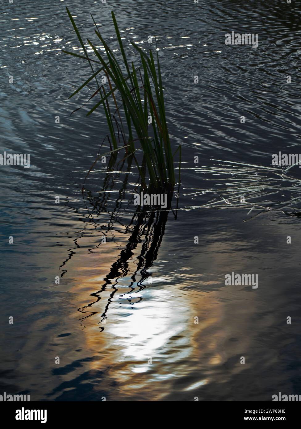 A vision of abstract beauty in nature - sun, reflection and reeds on ...
