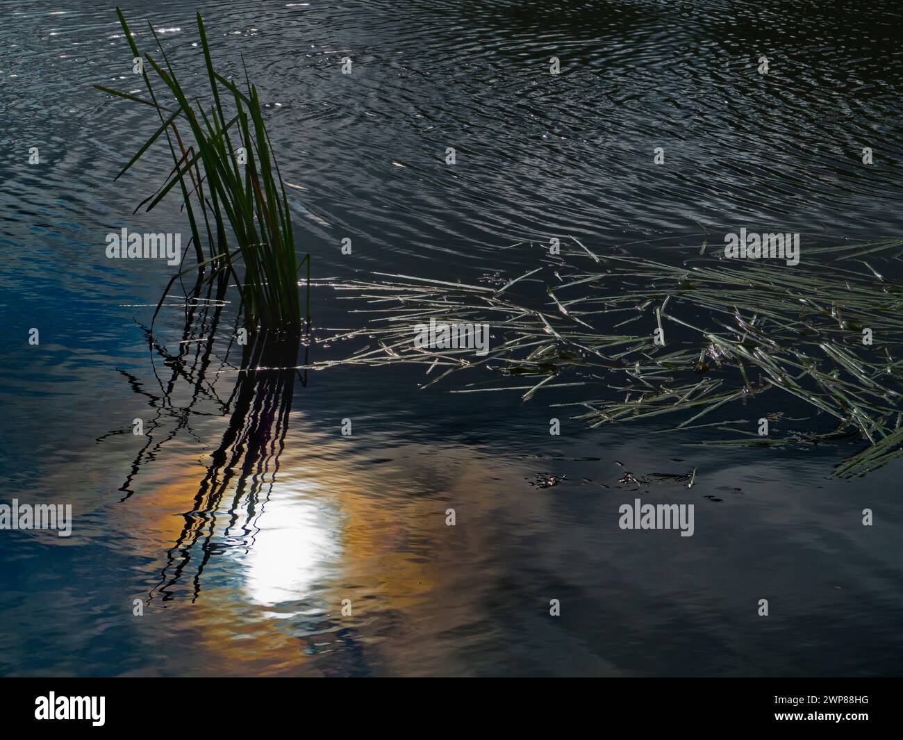 A vision of abstract beauty in nature - sun, reflection and reeds on ...