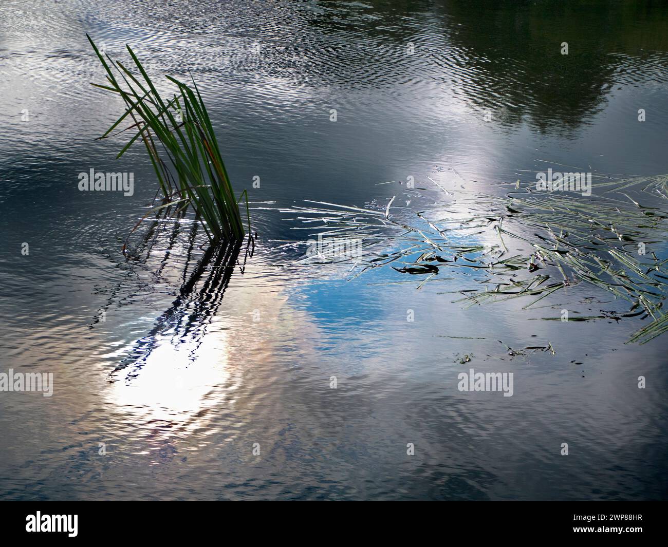 A vision of abstract beauty in nature - sun, reflection and reeds on ...