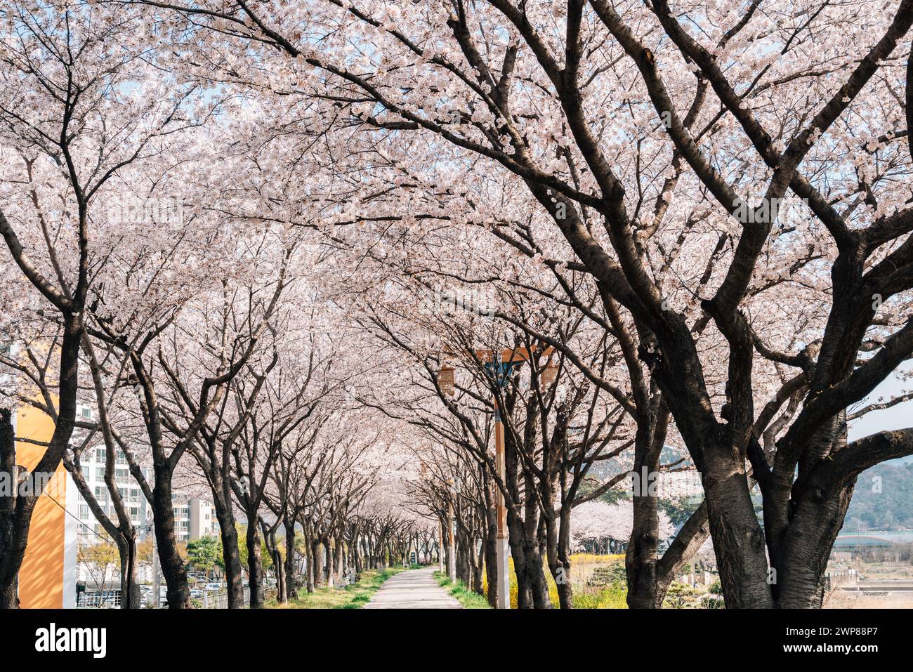 Miryang River park cherry blossoms road in Miryang, Korea Stock Photo ...