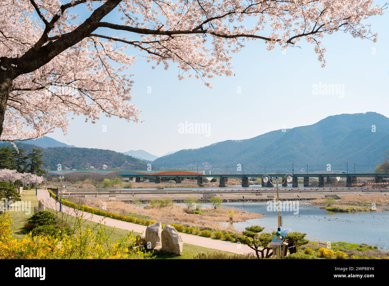 View of Miryang River park with cherry blossoms in Miryang, Korea Stock ...