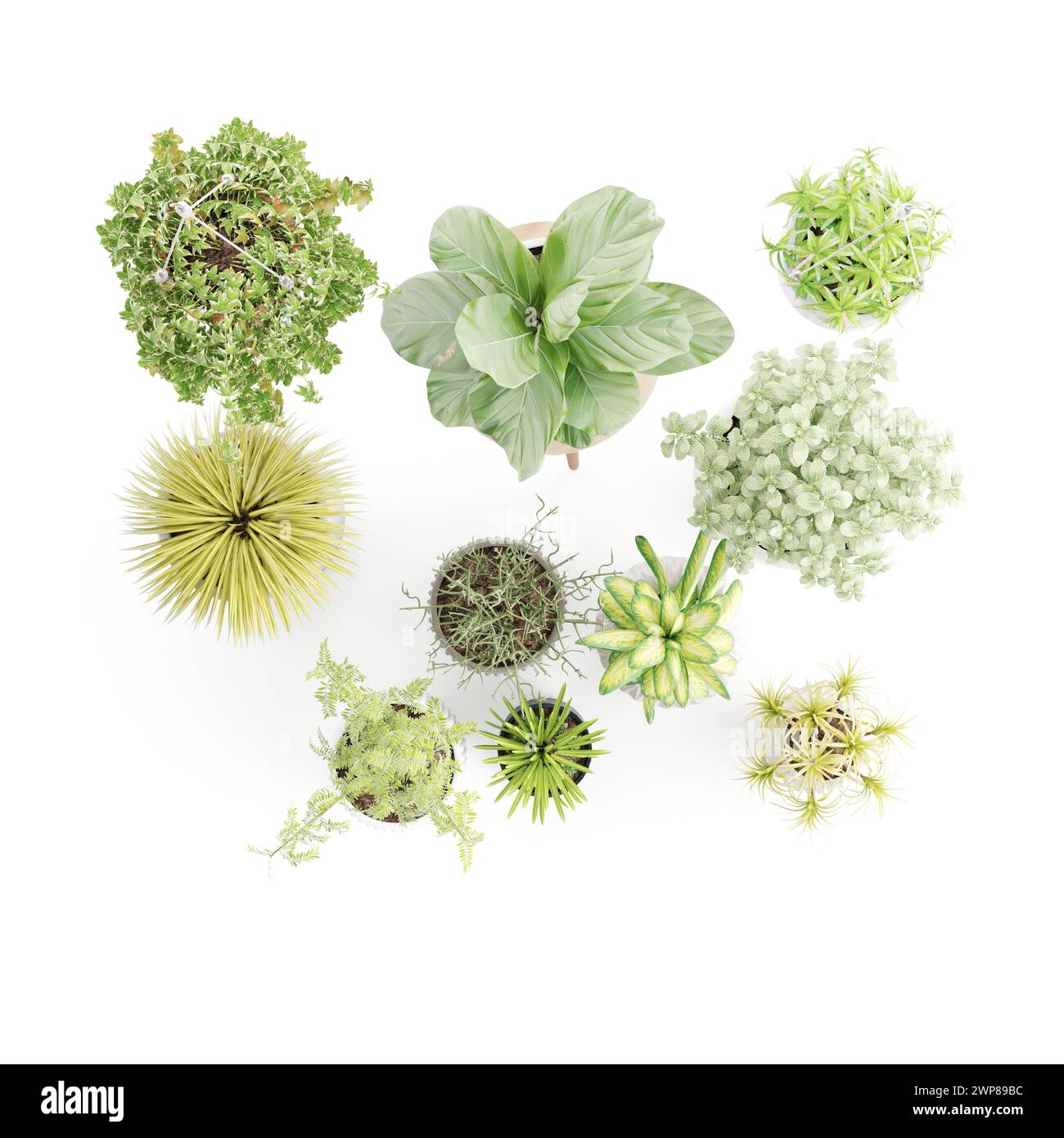 A realistic 3D render of various plant species arranged on a white ...