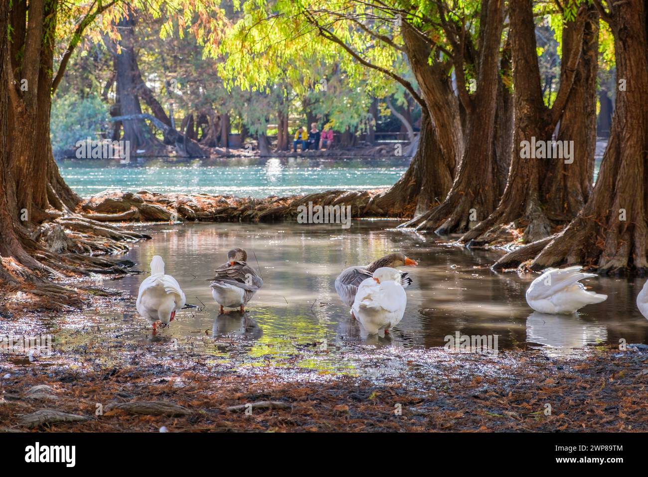 A group of geese in Camecuaro, Tangancicuaro, Michoacan, Mexico Stock ...