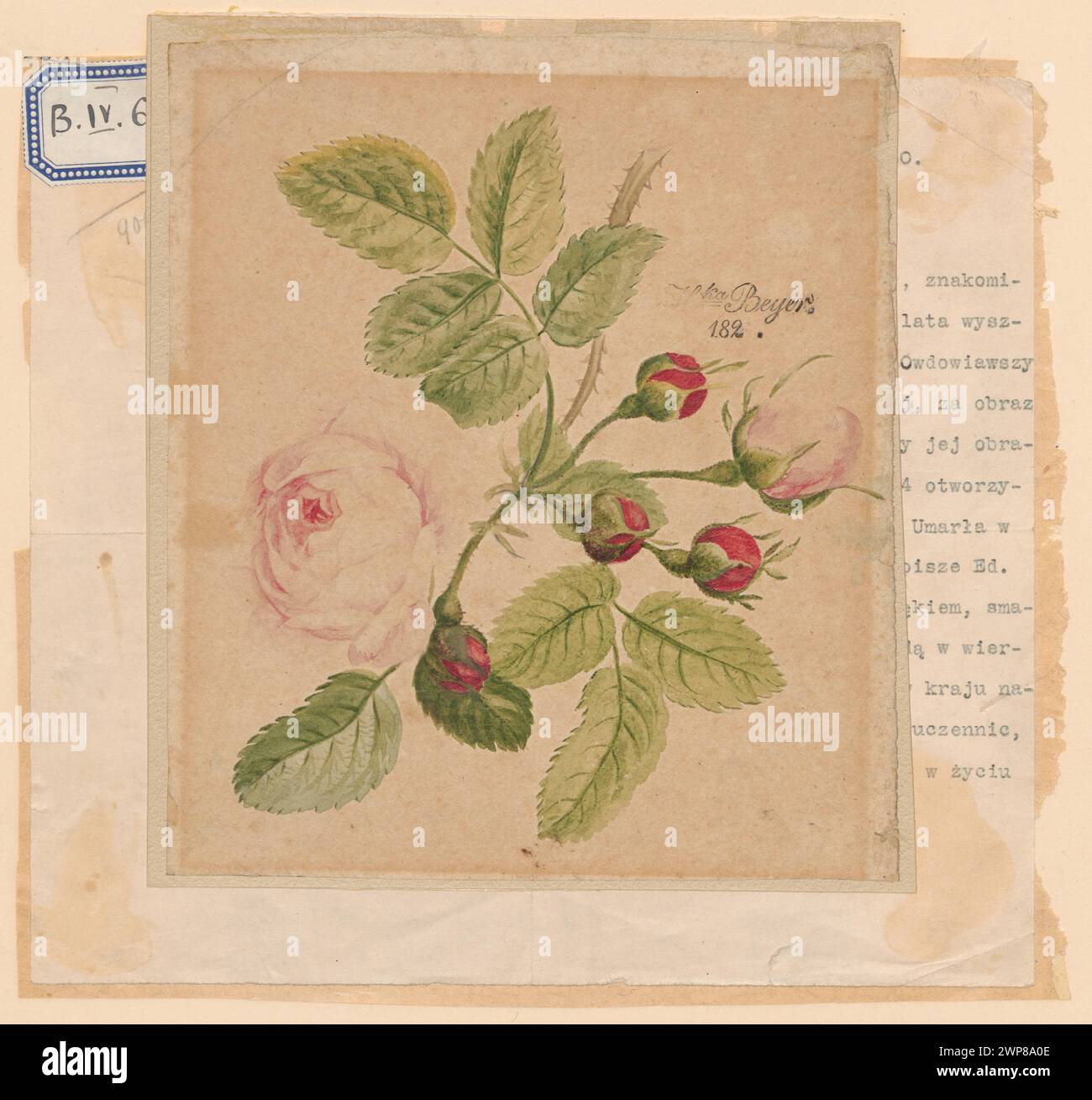 Ga zka roses - Rosa Centifolia; Beyer, Henryka (1782-1855); 1820-1829 ...