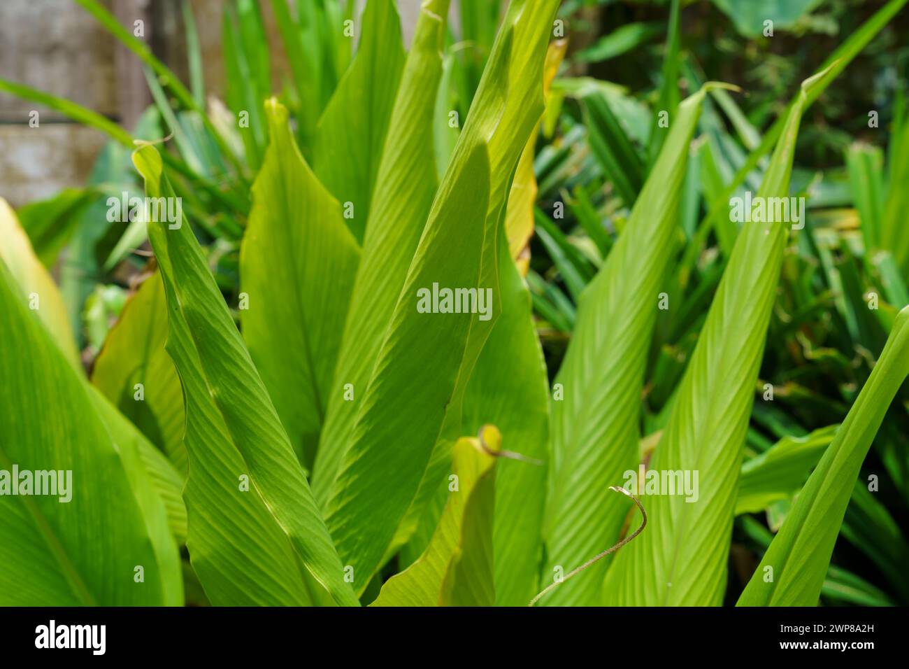 Curcuma raktakanta leaf. The plant is used traditionally to treat ...