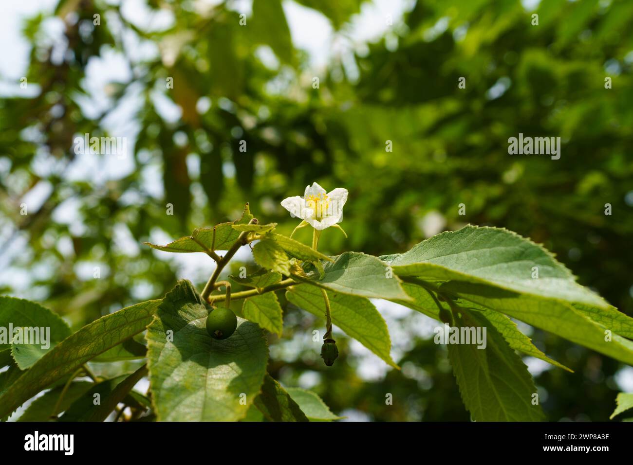 White beautiful flower of kersen tree, or muntingia calabura flower ...