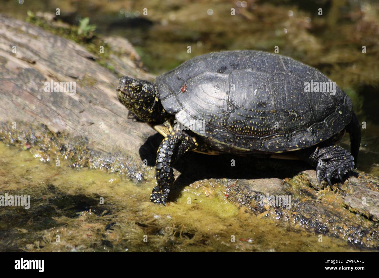 Swamp turtle from close Stock Photo - Alamy