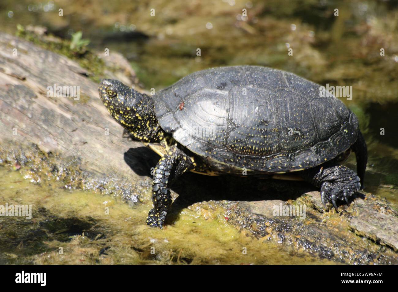 Swamp turtle sidewards Stock Photo - Alamy