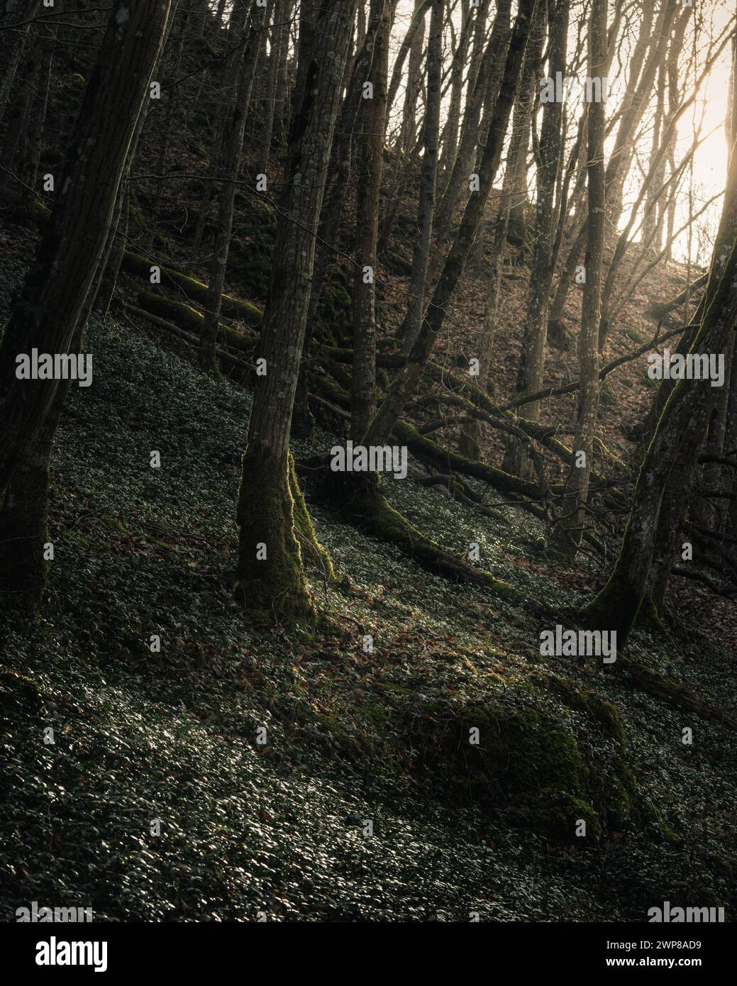 A dense forest with many trees and earthy terrain Stock Photo - Alamy