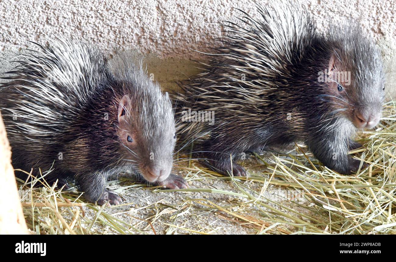 07 March 2024, Saxony, Delitzsch: The two two-week-old porcupine babies ...